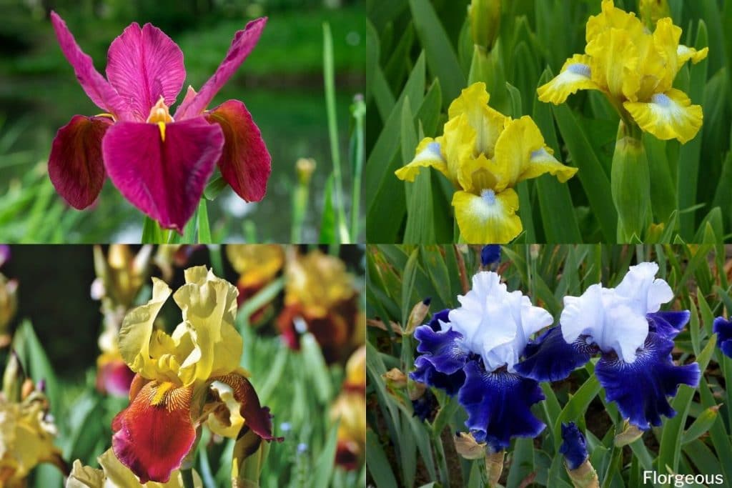 Iris Classification
